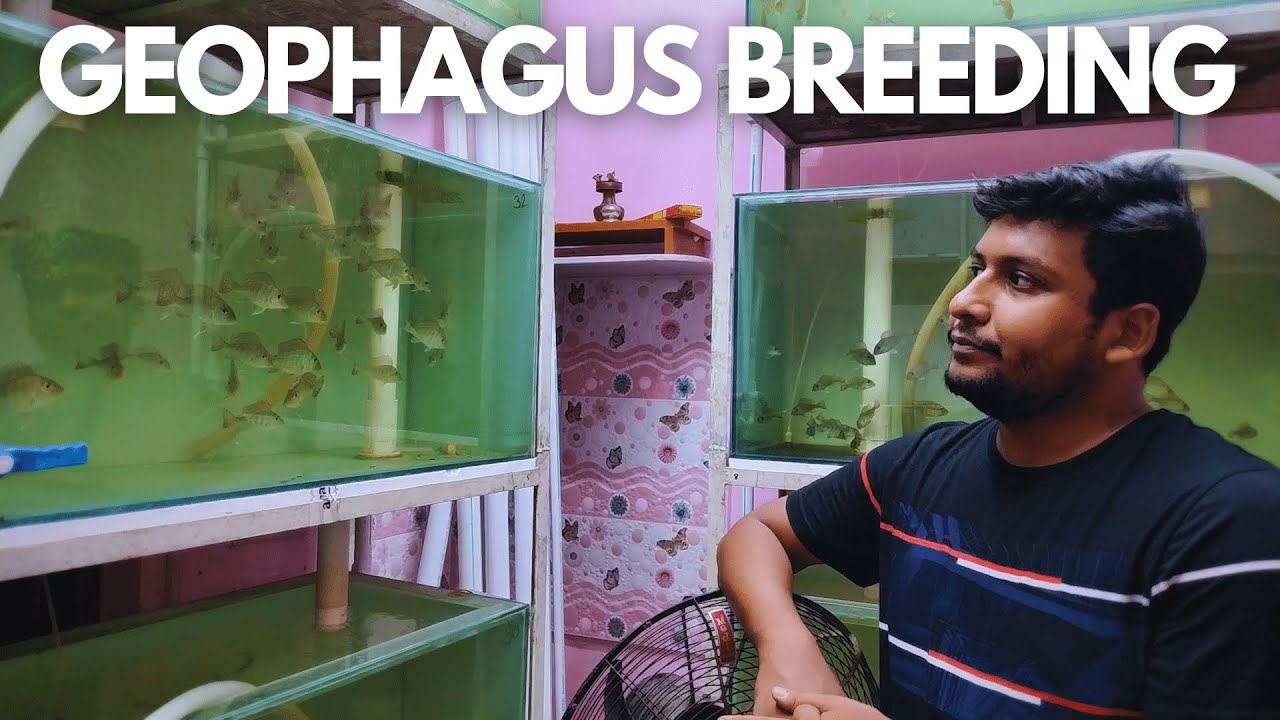 Mastering Geophagus Breeding Techniques - YouTube