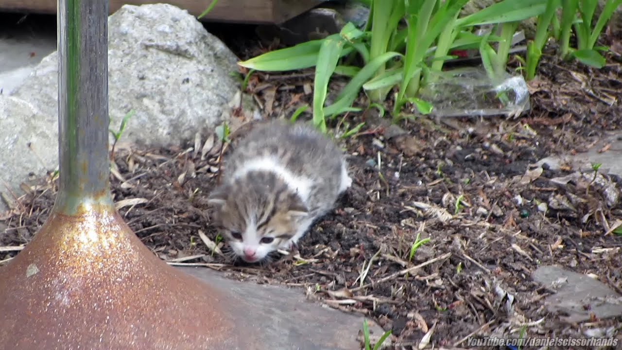 *READ DESCRIPTION* Abandoned kitten, after being dumped on sidewalk by ...