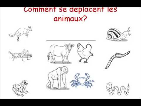 Sciences Mon Éveil Scientifique Le Déplacement Chez Les Animaux 1 - YouTube