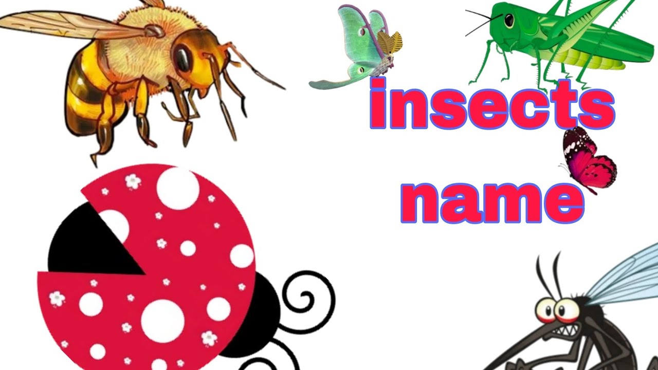 Name of insects | Insects vocabulary in english | Insects name with ...