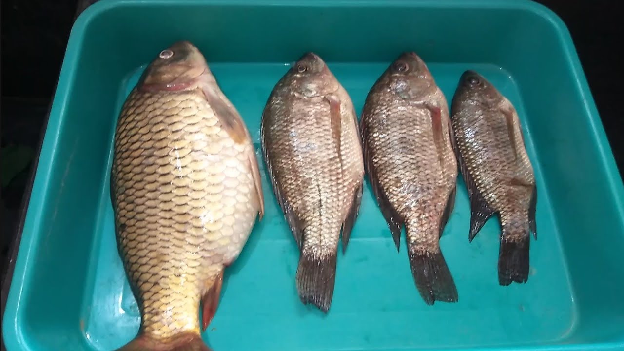 How to cut a Fish | Fish Cutting | how to dress a fish | Fish Cleaning ...