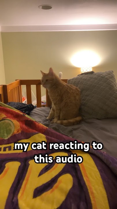 Why He Staring Like That Tho Shorts Stare Cat Youtube