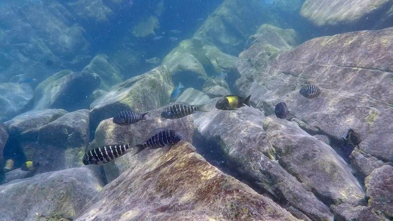 Swimming With Cichlids - Tropheus annectens - Kalugunga - YouTube