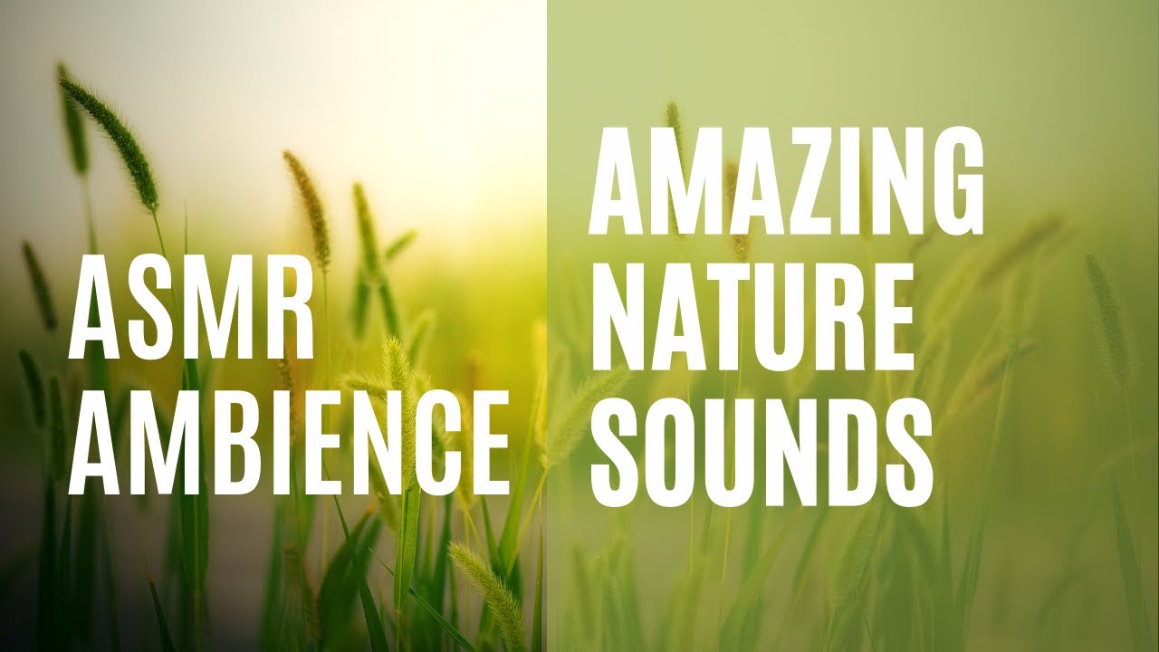 ASMR Nature Sounds: Soft Wind and Birdsong for Relaxation! # ...