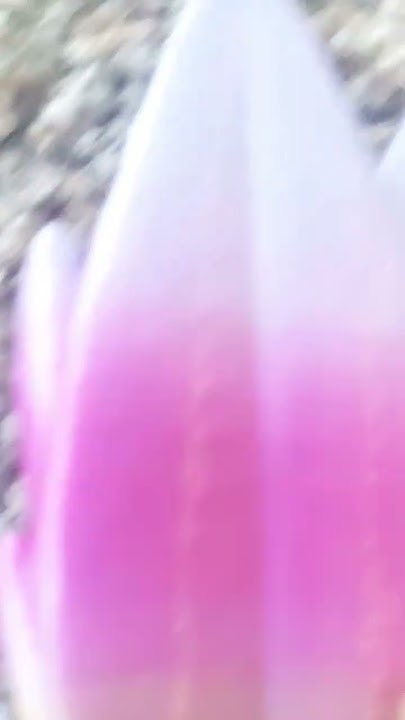 meet Dashie! - YouTube