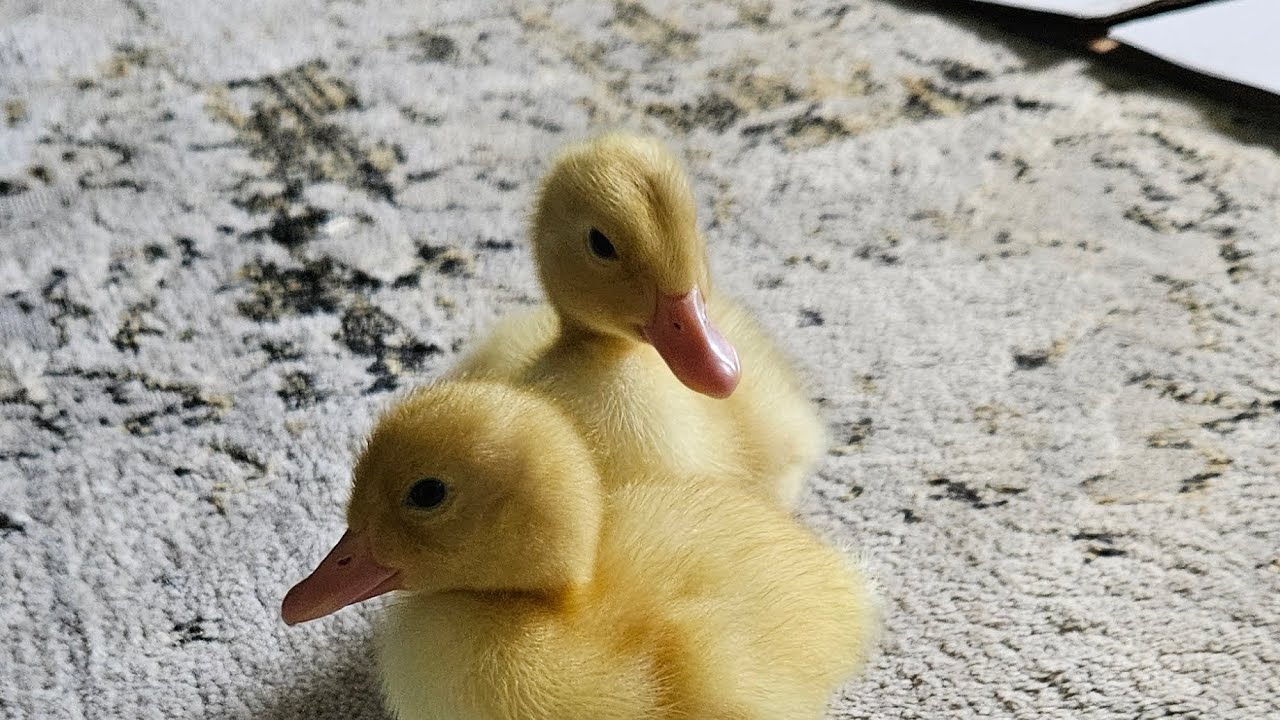 I got ducks - YouTube