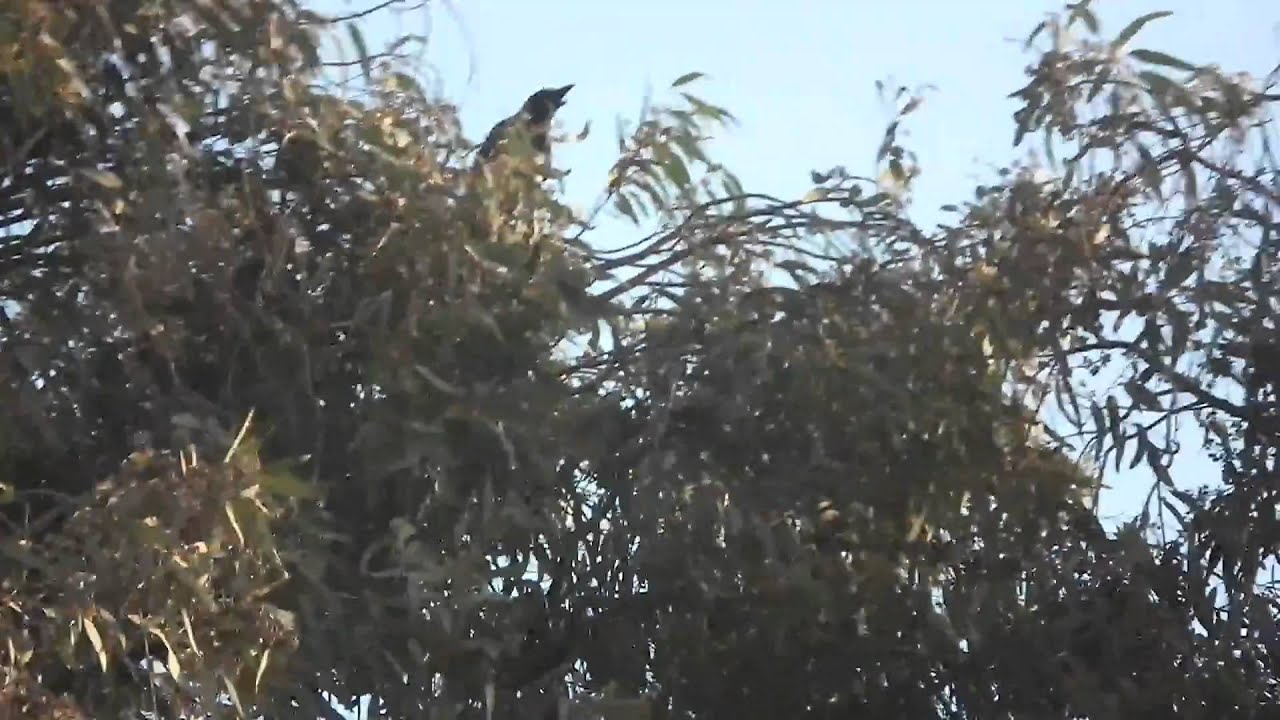 CROW HUNTING & PEST CONTROL IN EGYPT 4 مصر - YouTube