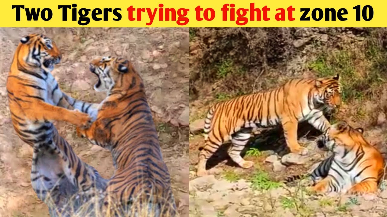 Two Tigers Trying to fight at zone 10 in Ranthambore | Tigers Fight in Ranthambore National Park ...