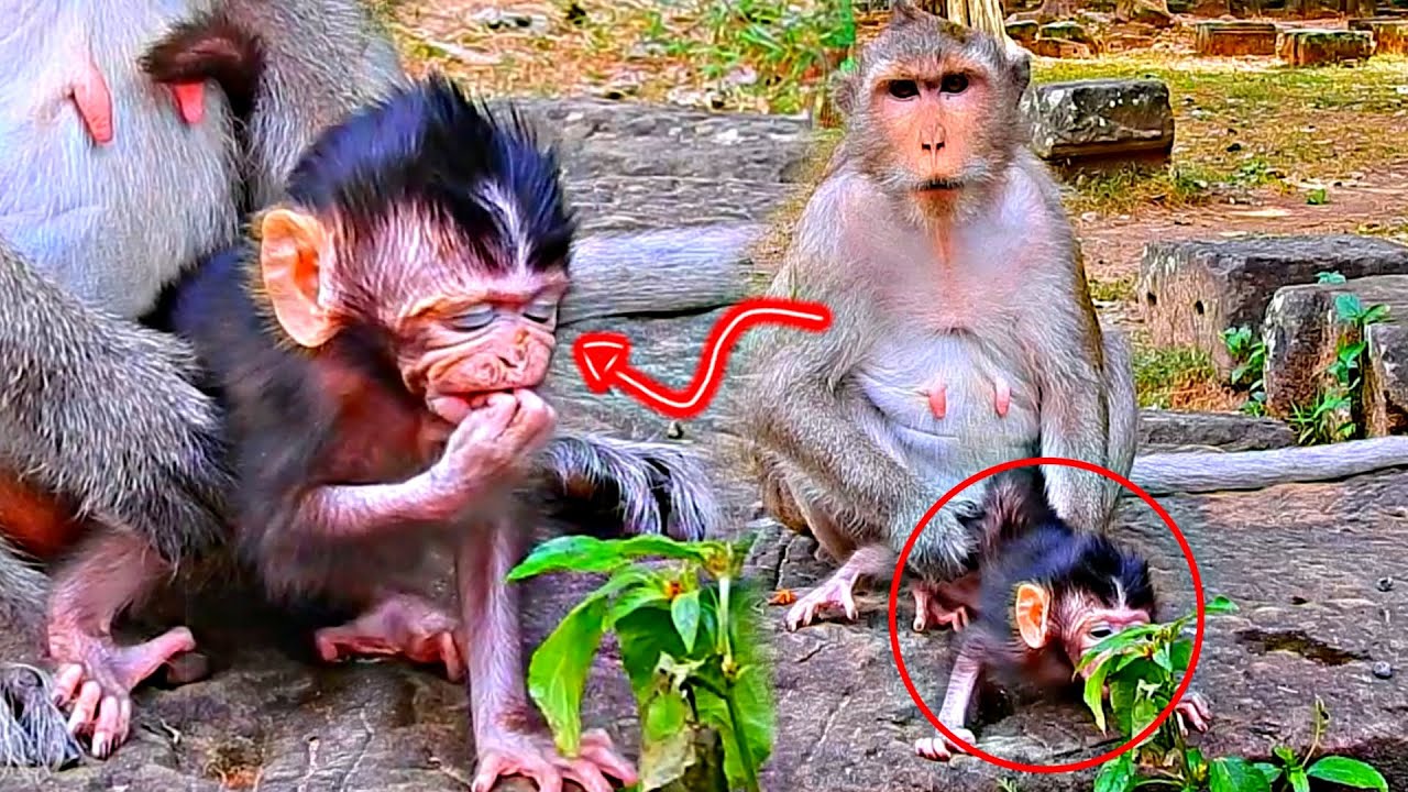 Baby Monkey's first Steps Are The Most Adorable Thing You'll See Today ...