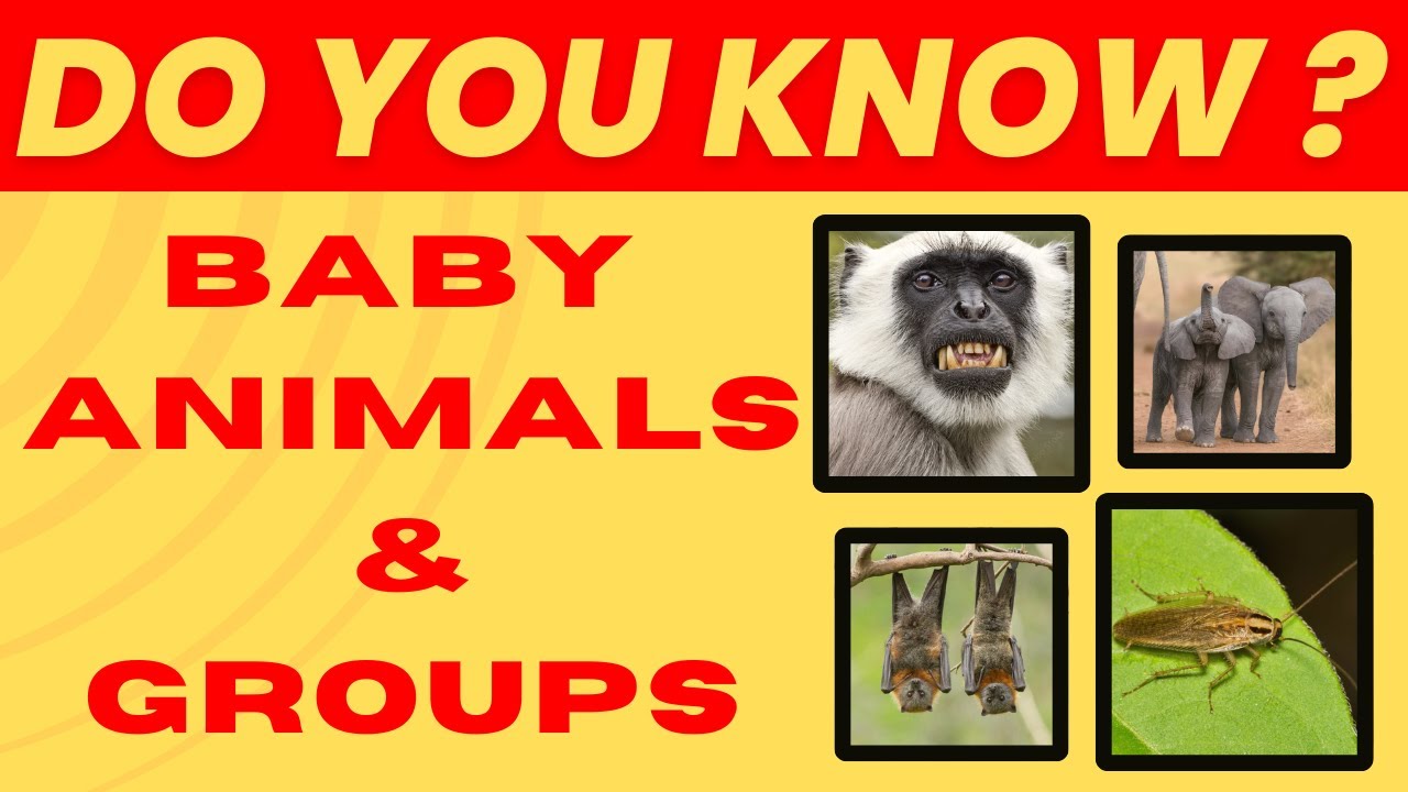 Cute Baby Animals & Animal Groups Quiz for Kids | Grades 1-6 | # ...