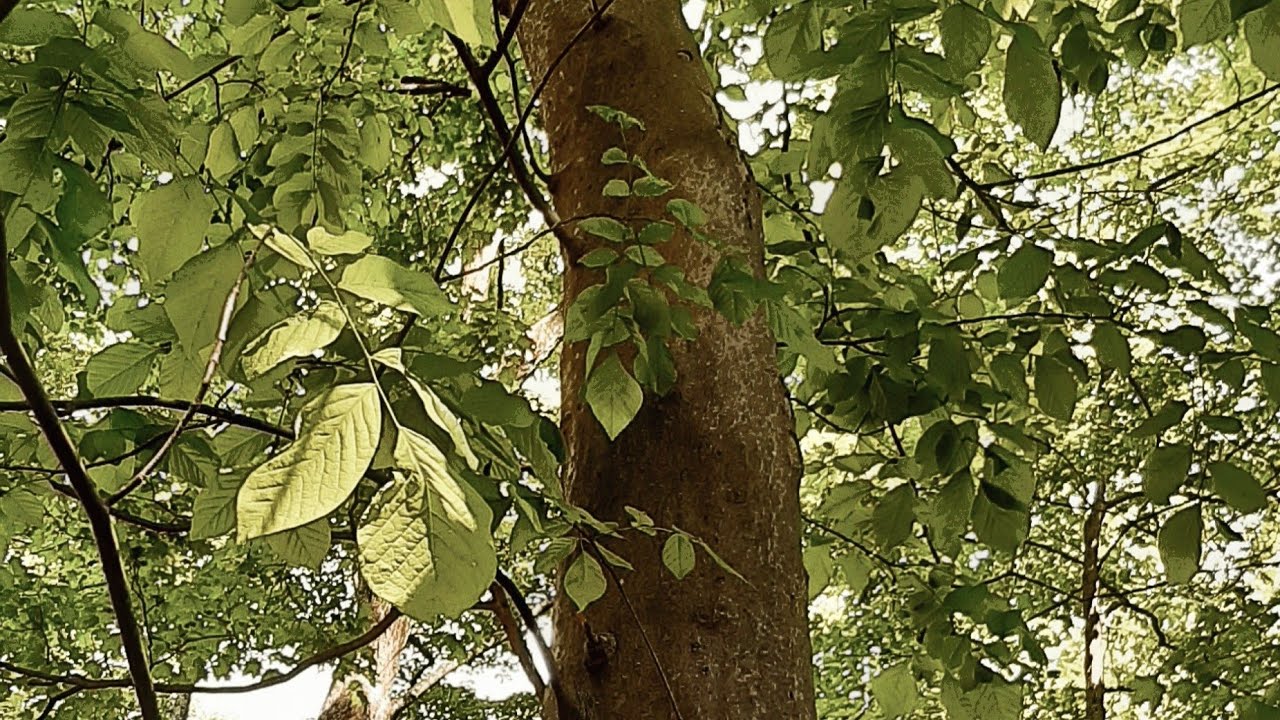 Barkin' up a RARE TREE - Searching for Yellowwoods in Brown County ...