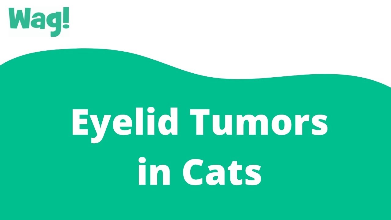 Eyelid Tumors in Cats | Wag! - YouTube
