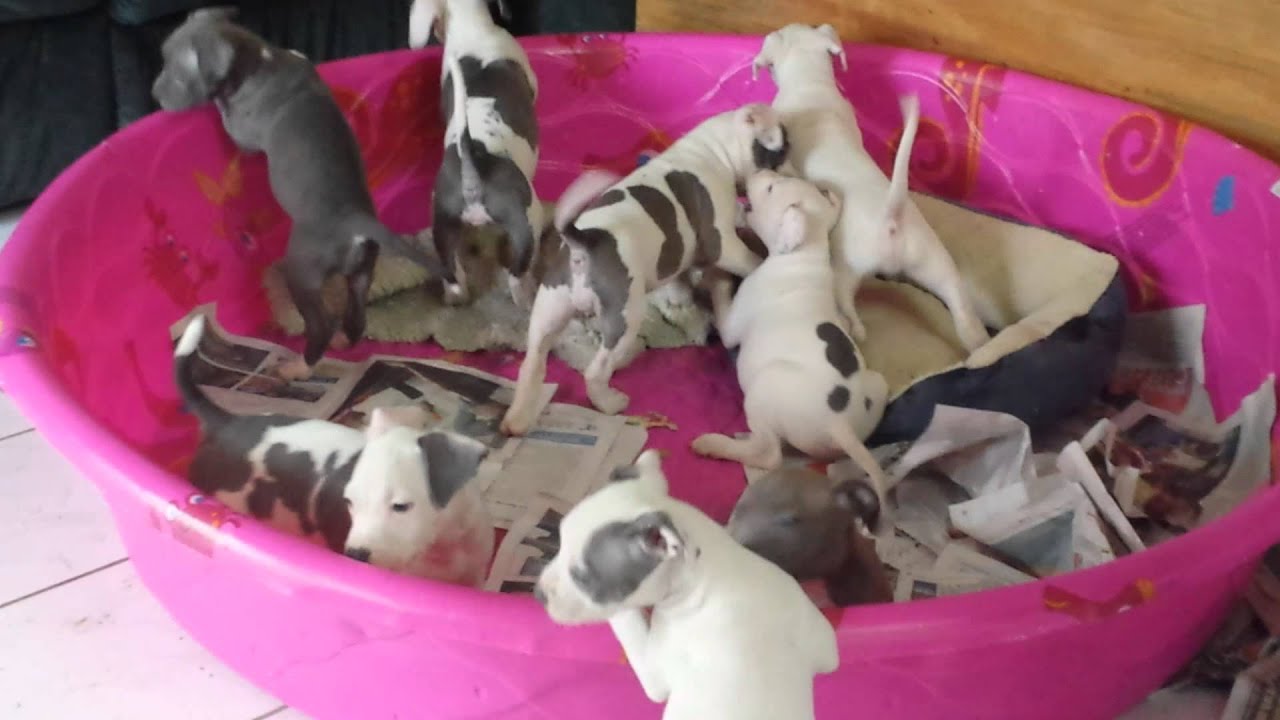 Pitbull puppies playing - YouTube