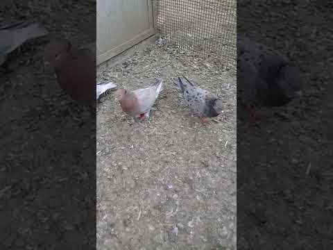 Gence satilir 0702331121 vatcap