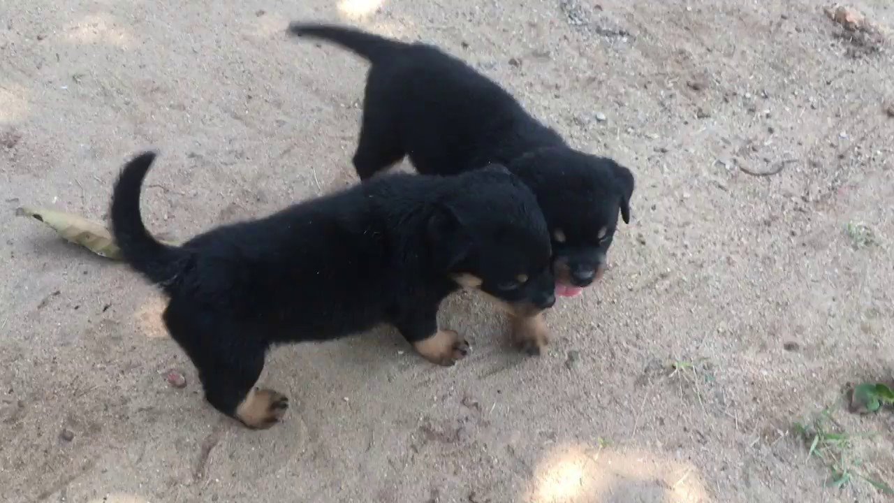 Rottweiler puppies Two weeks old playing together | Romen Kennel | pet ...