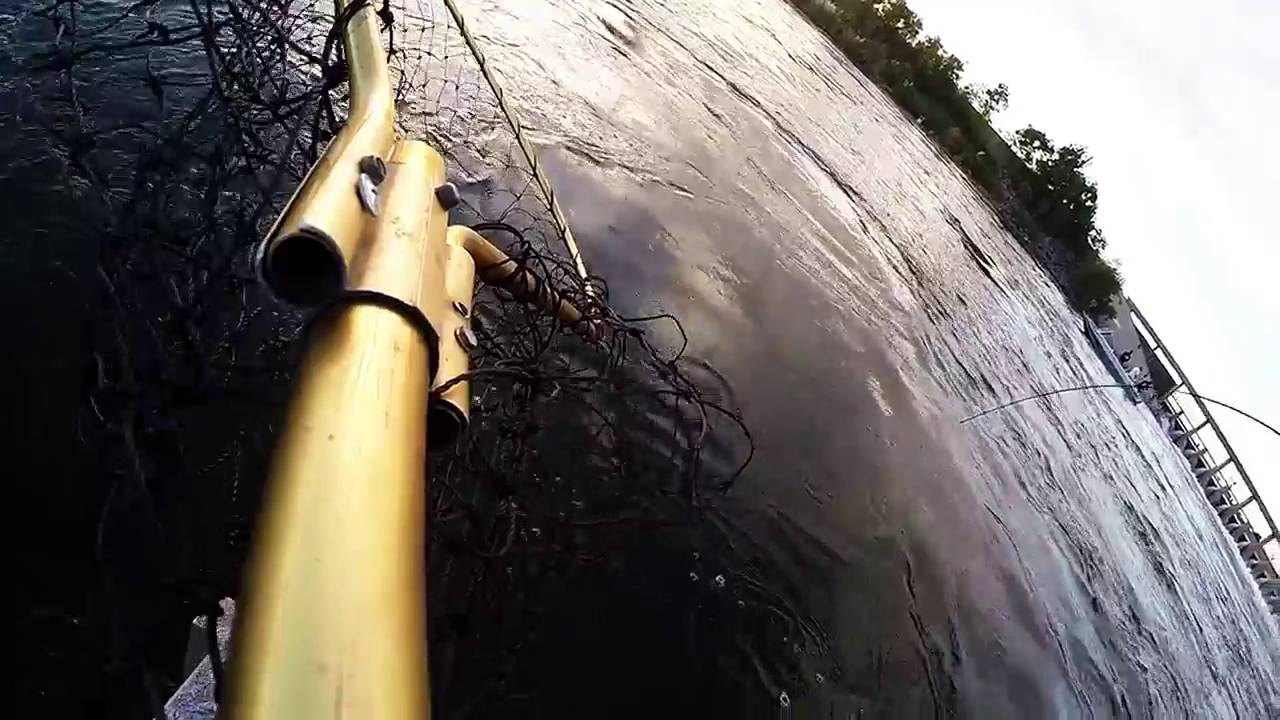 Wide open Salmon fishing at Feather River Outlet! - YouTube