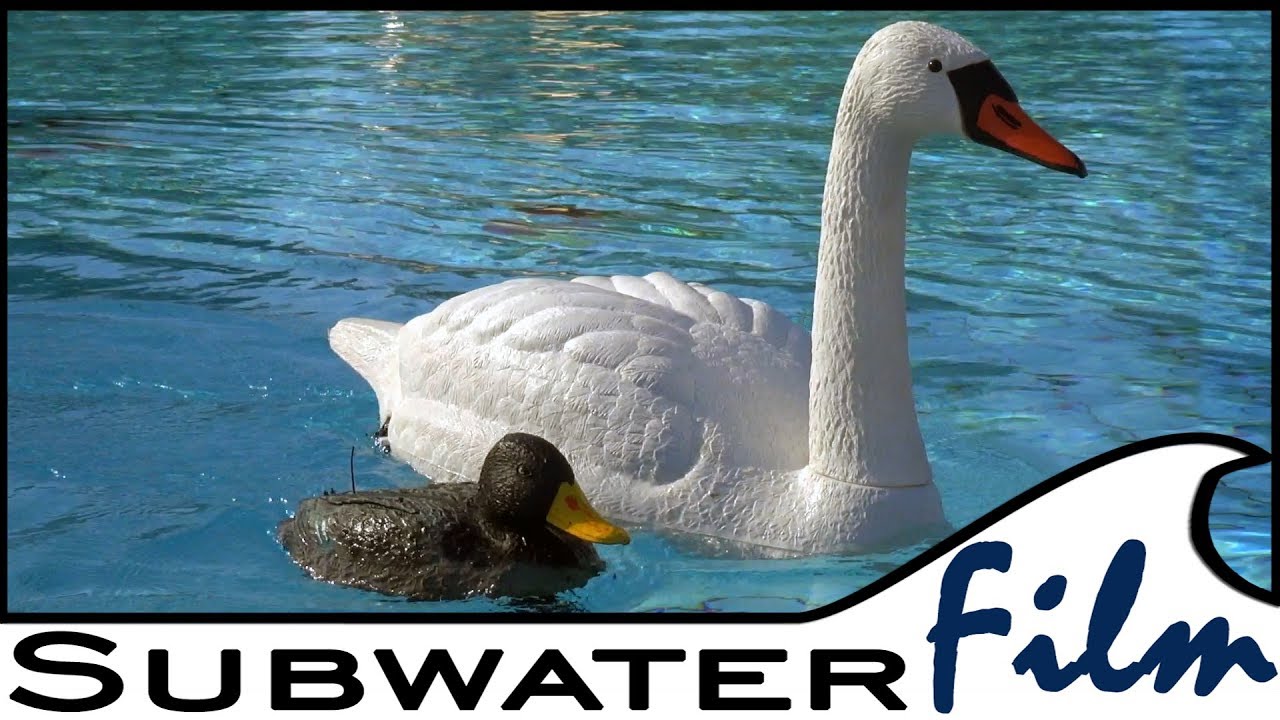 Swimming RC ANIMALS | A bit of Hobbyspirit! - YouTube