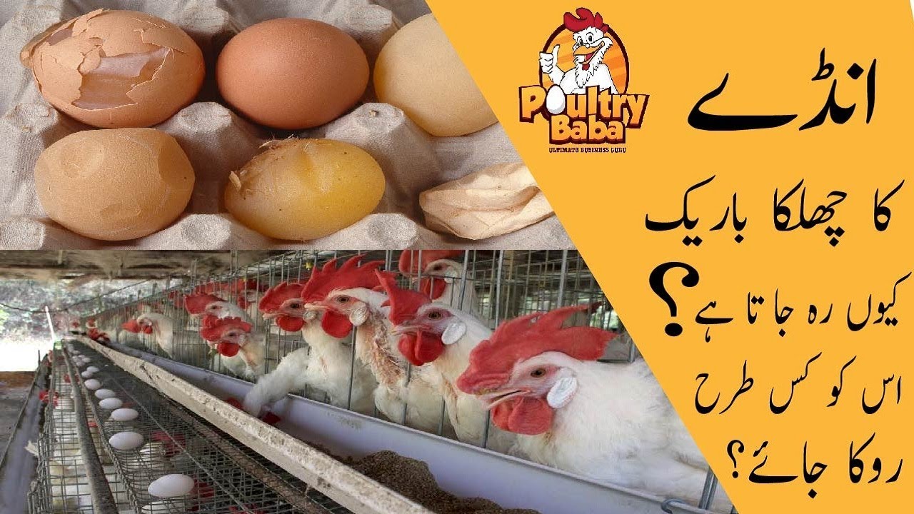 how to control weak egg shell - YouTube