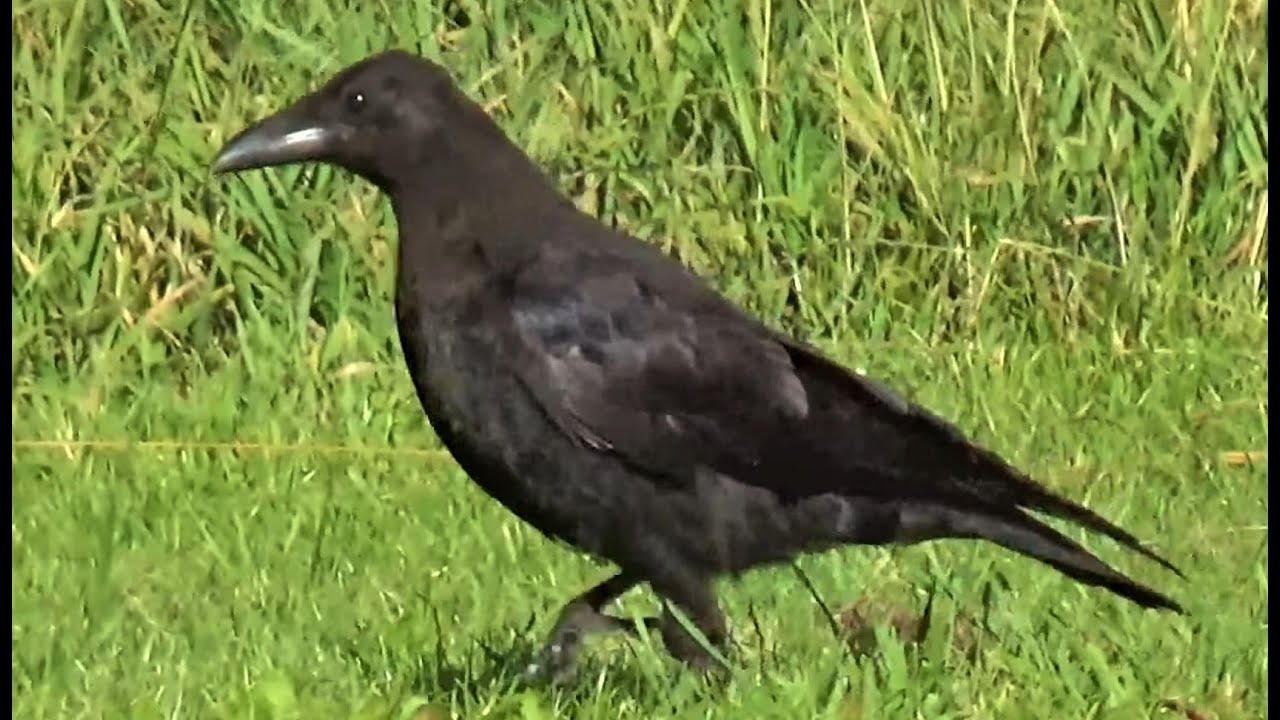Feeding Crows, Focus on Fledglings, Rooster Family / Park Crows 4K ...