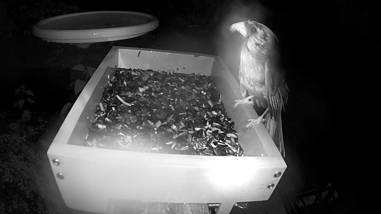 Ghost Cardinal in the Rain - YouTube