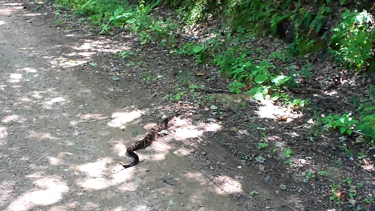 WV Eastern Timber Rattler - 13 Buttons - YouTube