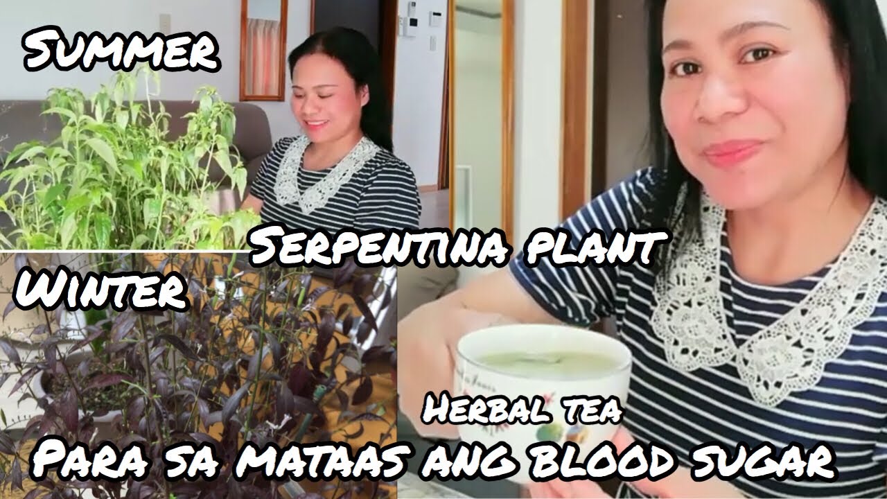 Serpentina Plant The king of bitter Herbs |Winter and Summer Season ...