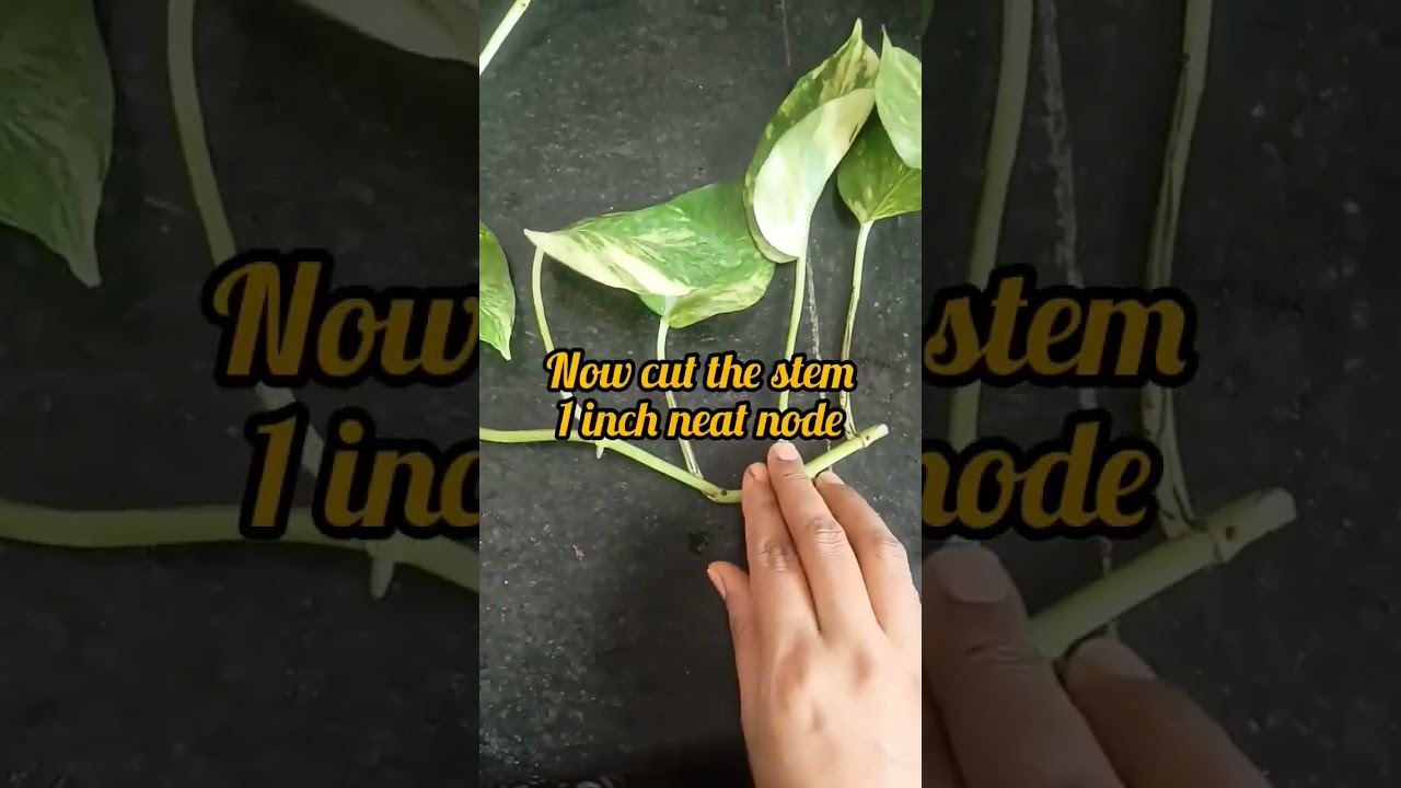 single node money plant propagation#shorts growing money plant in ...