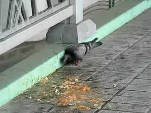 Watch a Pigeon Eating a Drunk Man's Vomit - YouTube