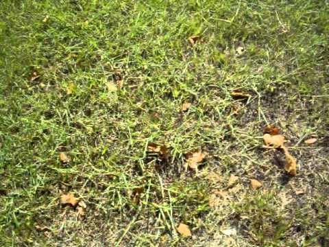 Jumping Crickets!! - YouTube