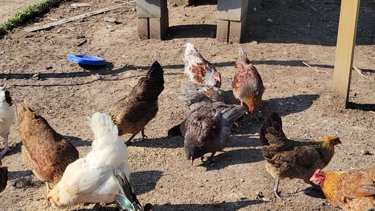 Let's do a check in on the chickens - YouTube