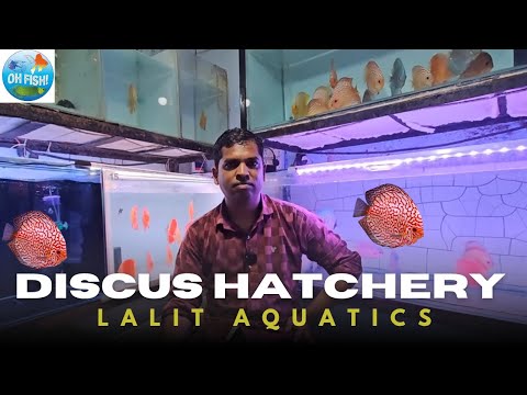Cheapest Discus Fish in Mumbai 😱 | Lalit Aquatics Discus Fish Hatchery ...