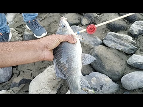 Kailla Fish Hunting At River Kushiraya 🐟 - YouTube