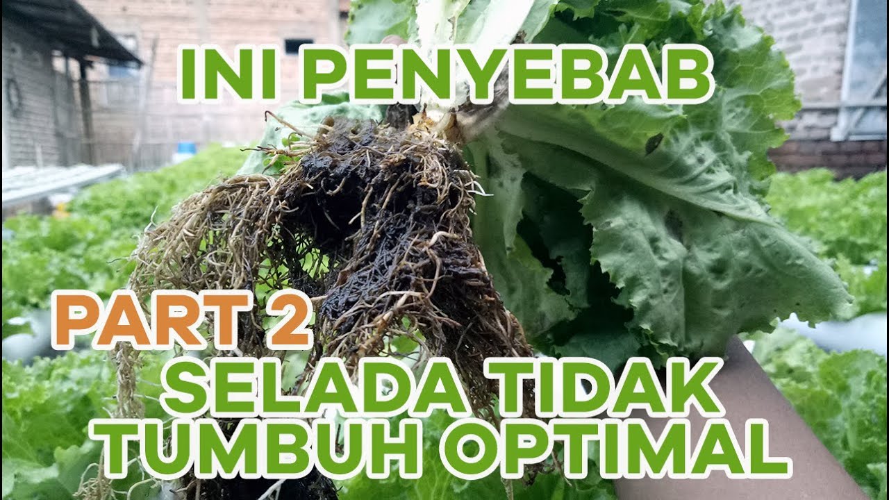 Busuk Akar Pada Selada Hidroponik || Aplikasi Agen Hayati PART 2 - YouTube