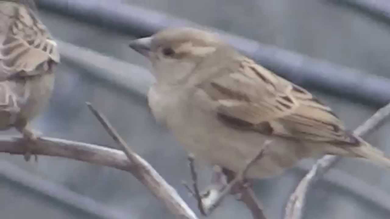 Sparrows eating which are a family of small passerine birds Passeridae ...
