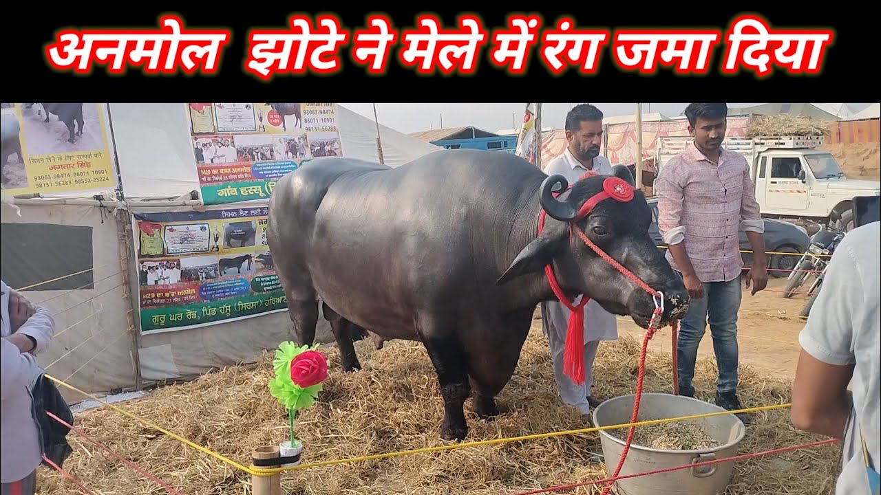 करोड़ों का मुर्रा झोटा अनमोल #पुष्कर मेले की शान #Anmol Murrah Bull # ...