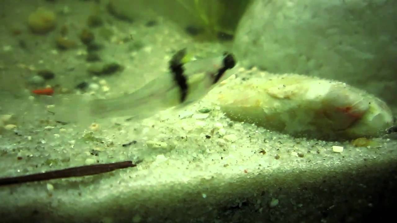 Redigobius balteatus - " Rhinohorn Goby " - YouTube