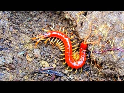 Red Centipedes (Scolopocryptops sexspinosus) - YouTube