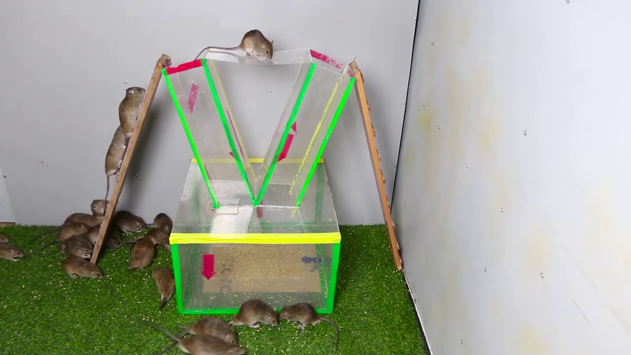 How to make Rat Trap Water 🐀🐀 10 Mice in trapped one night 🐭 Mouse/ Rat ...