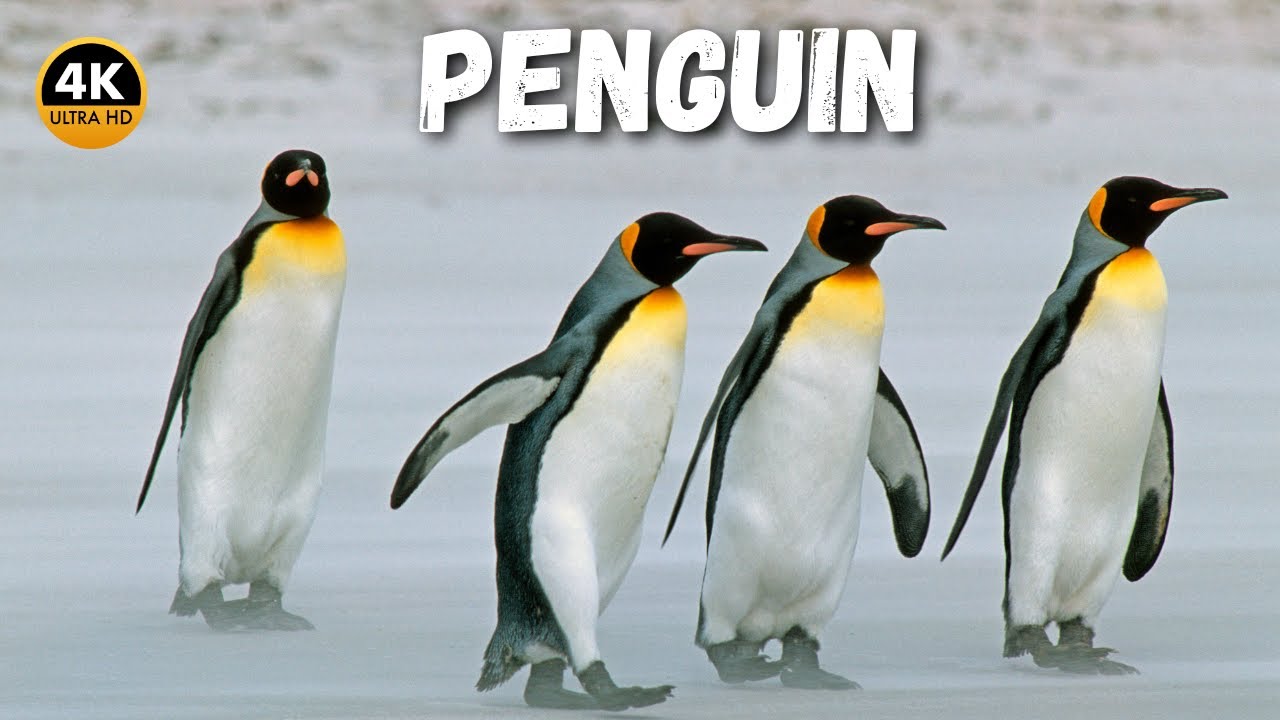 Penguins: Masters of the Antarctic | Urdu | Hindi | Wild Safari @NatGeo ...