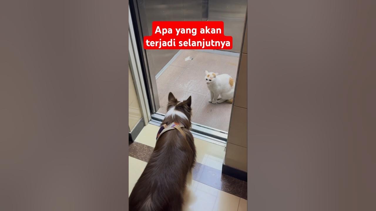 Anjing dapat serangan dadakan dari kucing #kucingimut #kucinglucu #kucingpintar #catlover # ...