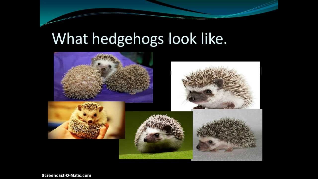 Hedgehogs PowerPoint - YouTube