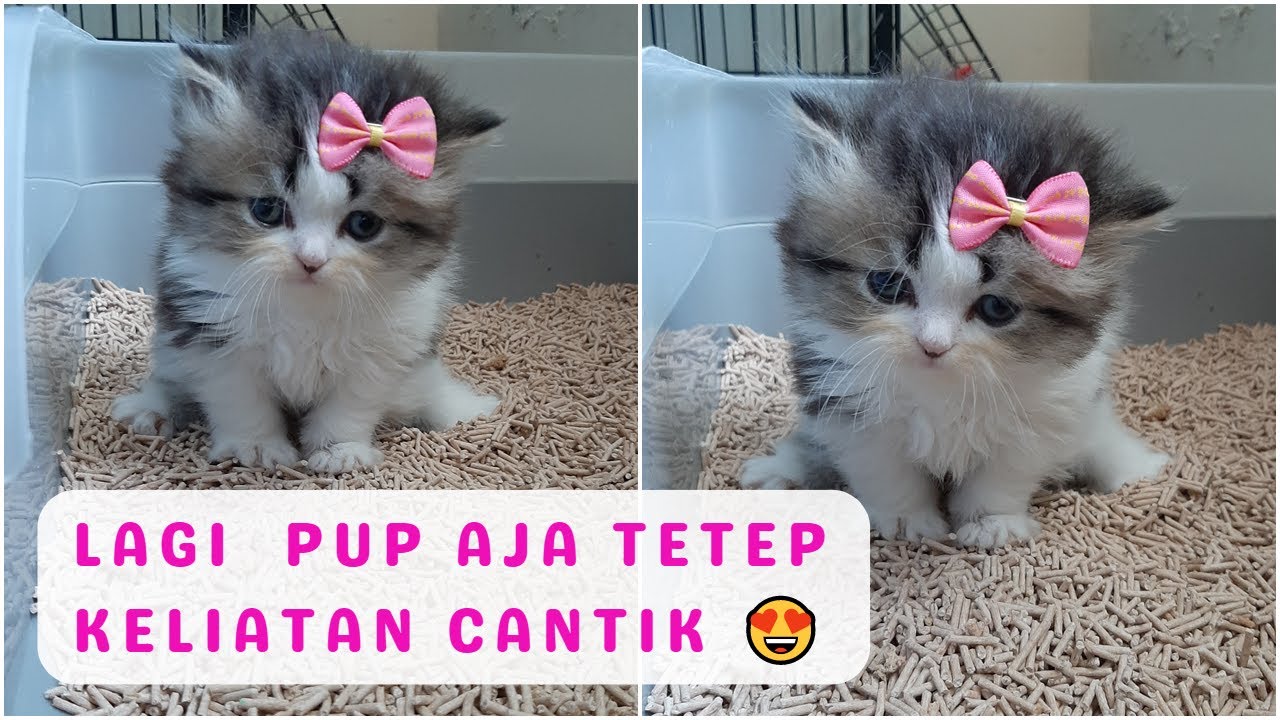 ANAK KUCING LAGI PUP TETEP KELIATAN CANTIK 😍 - YouTube