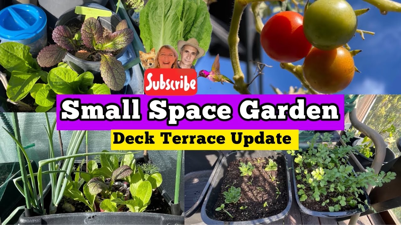 Small Space Vegetable Garden HOW TO GROW Epic Food-Terrace Balcony ...