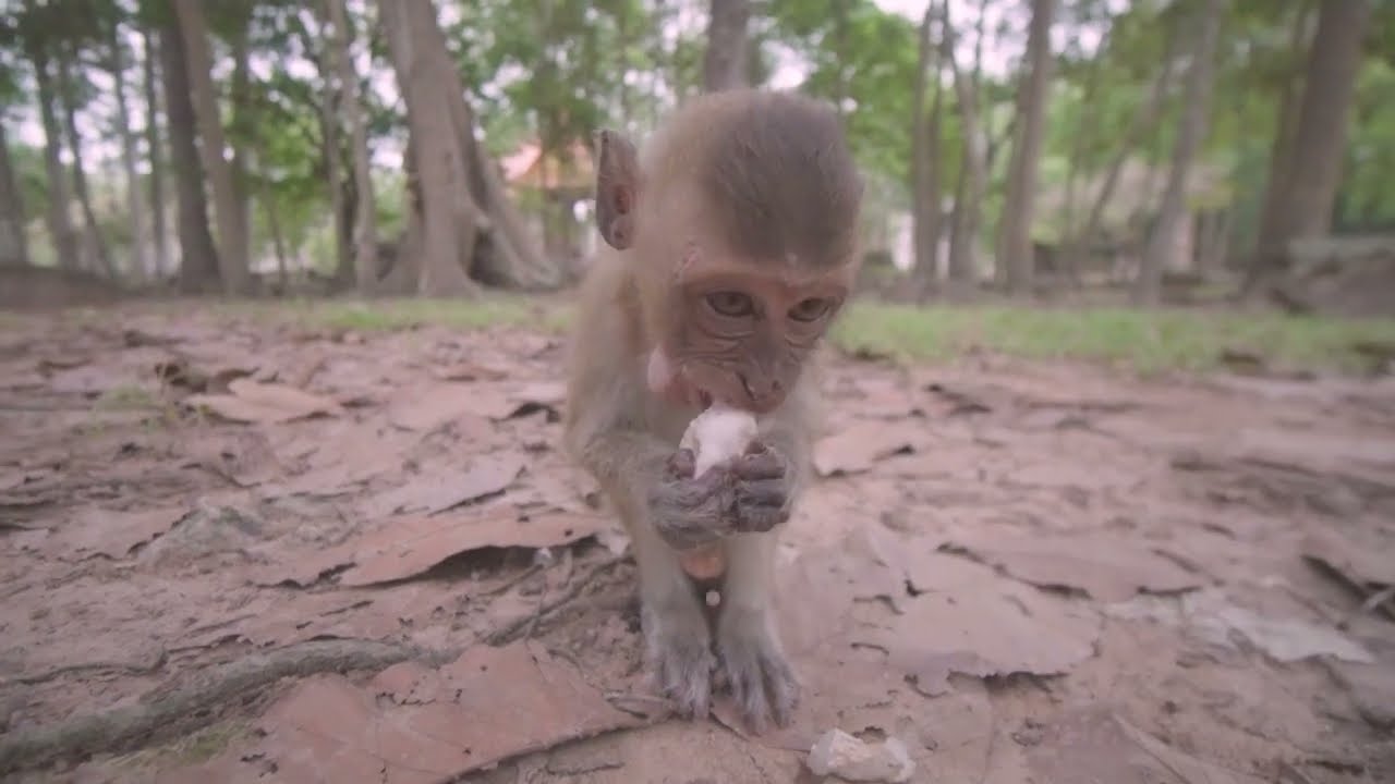 Pity New Abandoned monkey is hungry, but scared that other monkeys will ...
