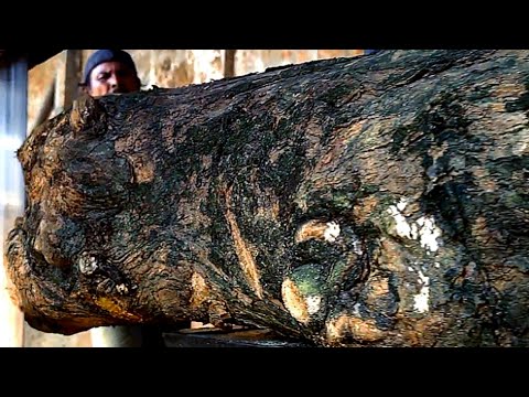 Very Rare Rainbow Teak Wood || Hardwood