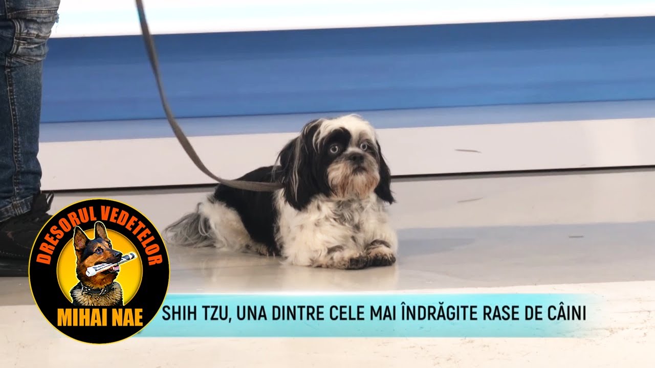 Mihai Nae @MetropolaTV (Dimineti cu Georgia) 📺 Despre Shih-Tzu - YouTube