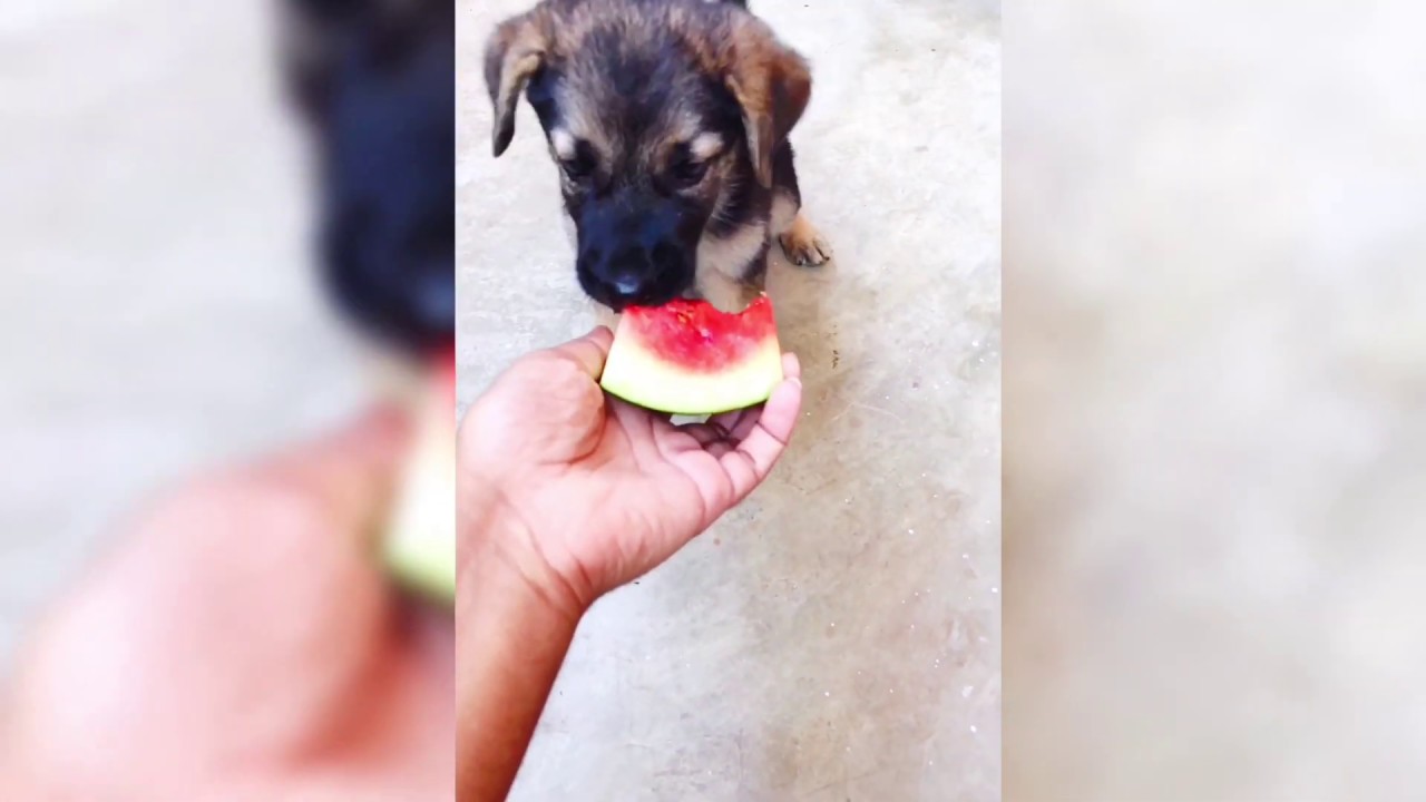 My dog german shepherd eating watermelon - YouTube