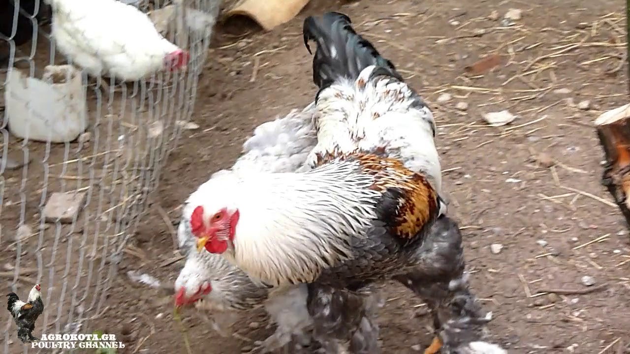 BRAHMA CHICKEN - BRAHMA BSO - AGROKOTA.GR - YouTube