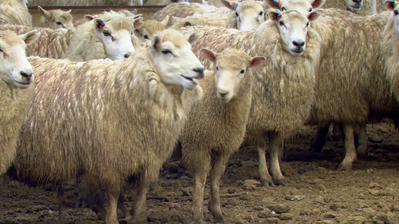 Perendale Flock Winners - YouTube