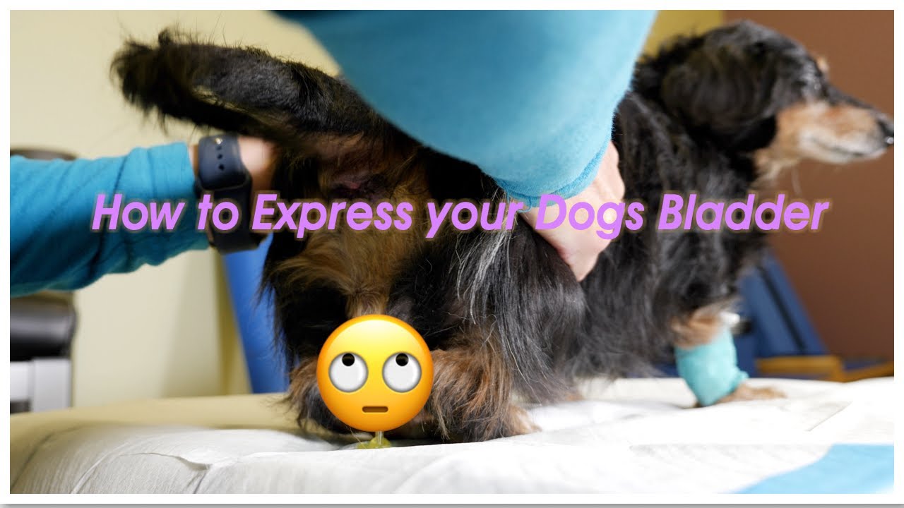 How to Express the Urinary Bladder - YouTube